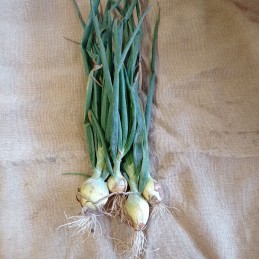 Oignons et échalotes