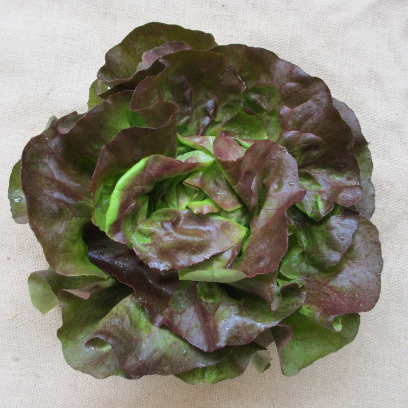 Toutes les salades des jardins de Sacy